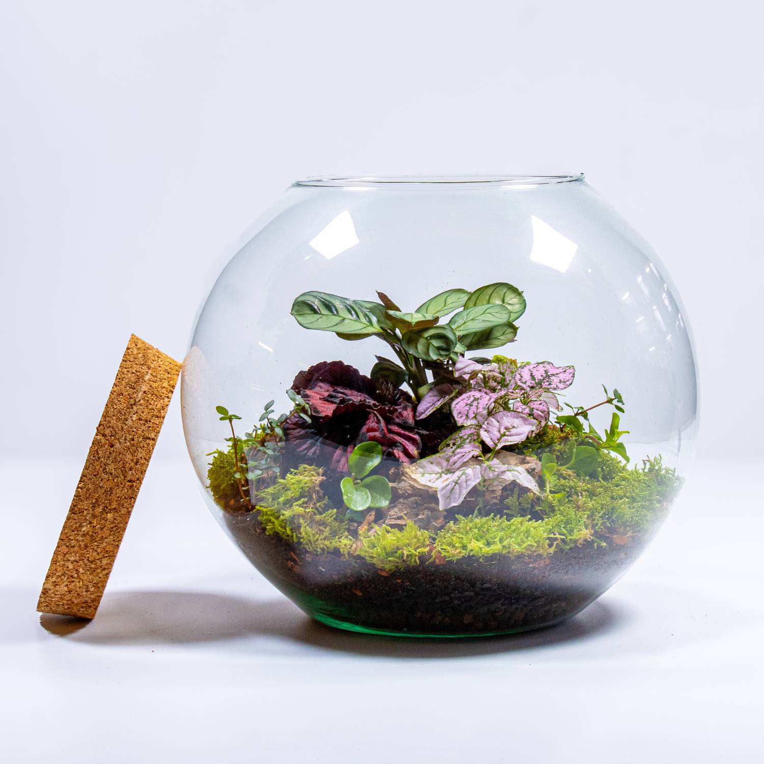 Terrarium Care 101: The Ultimate Guide to Terrarium Maintenance – ome