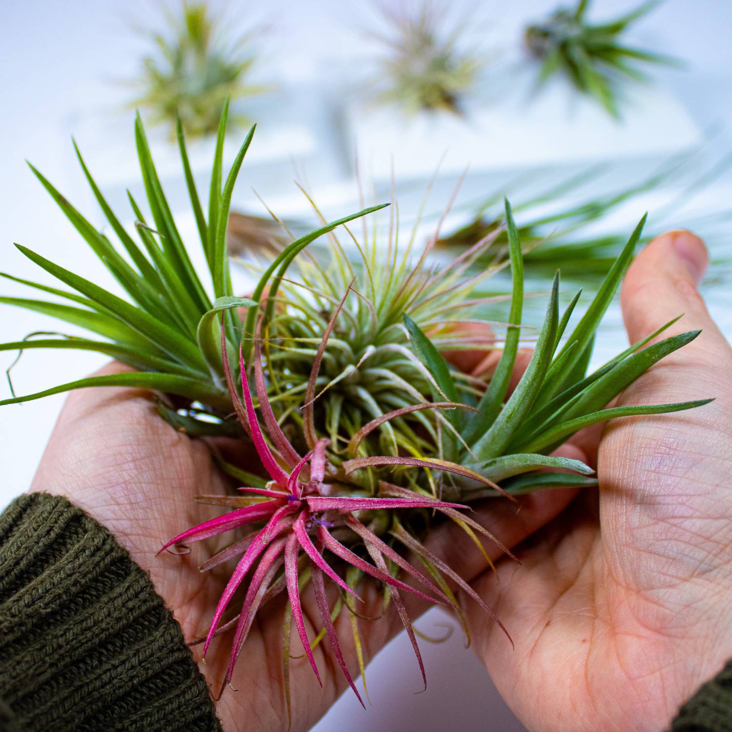 Air Plants: A Simple Care Guide – ome