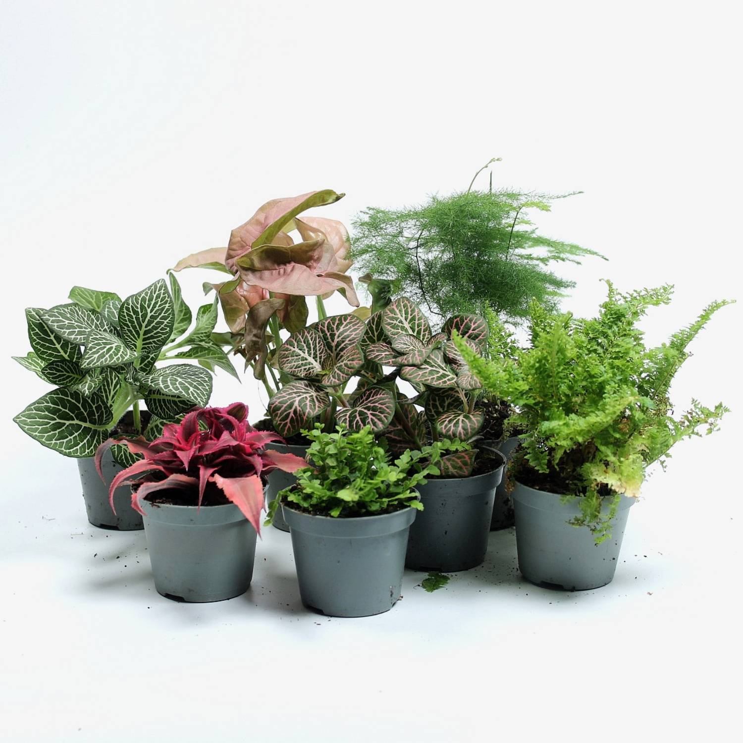 How to Take Care of Every Single Terrarium Plant (Ever-growing list) – ome