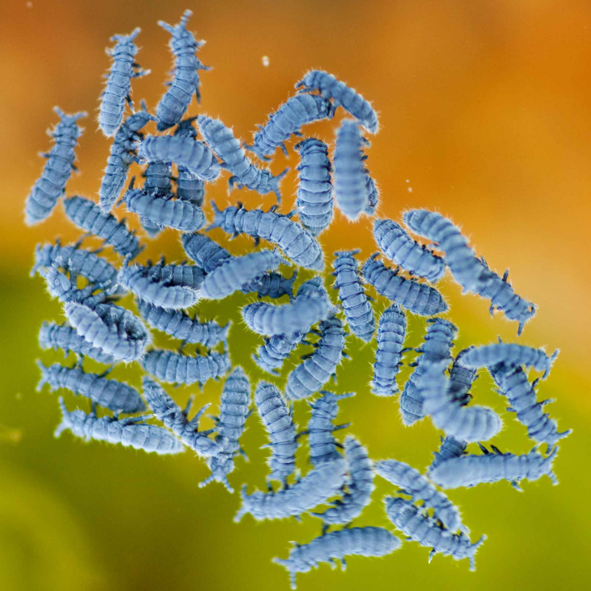 Springtails Explained - Terrariums, Conspiracy and Ancient History – ome
