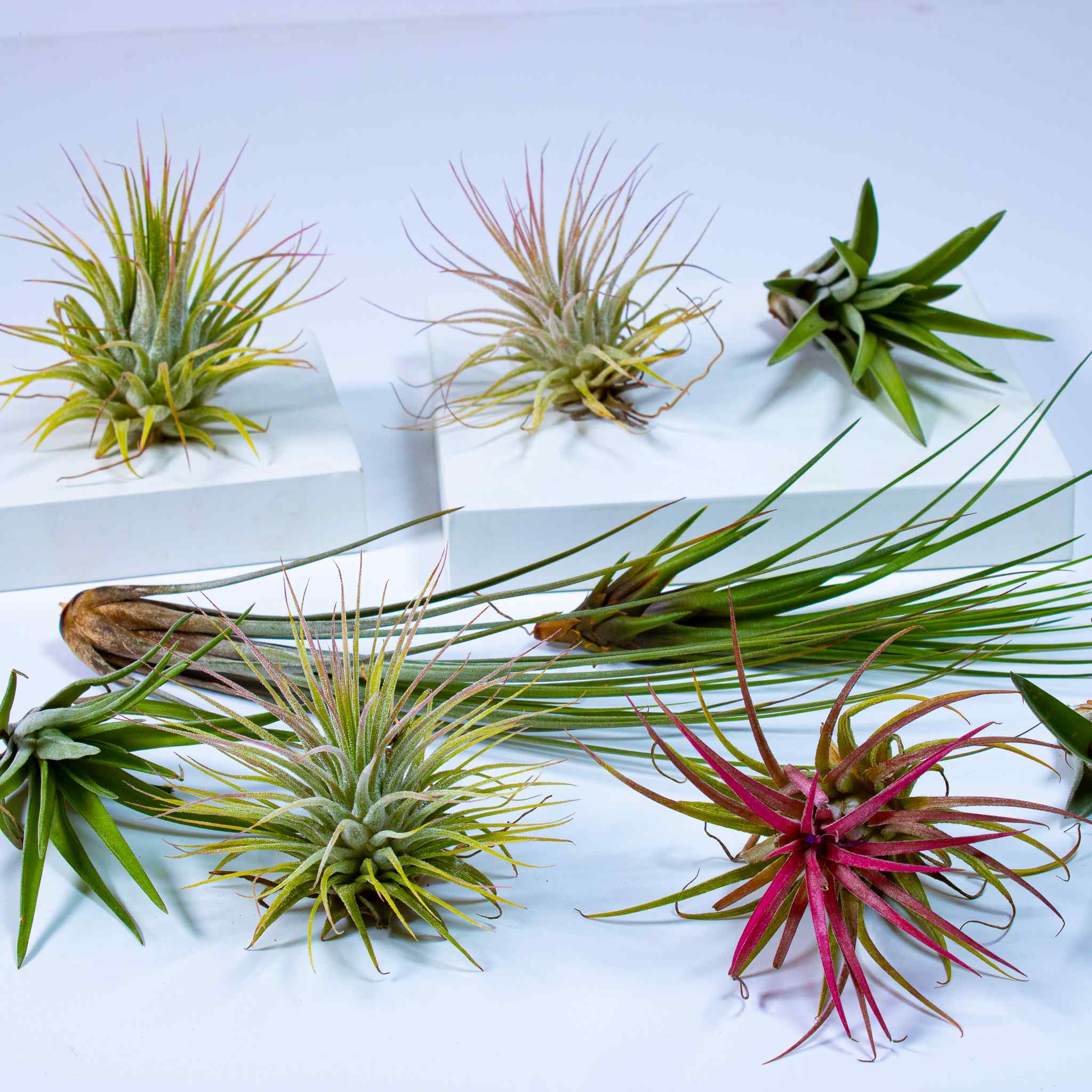 Air Plants Mix | For Sale | ome