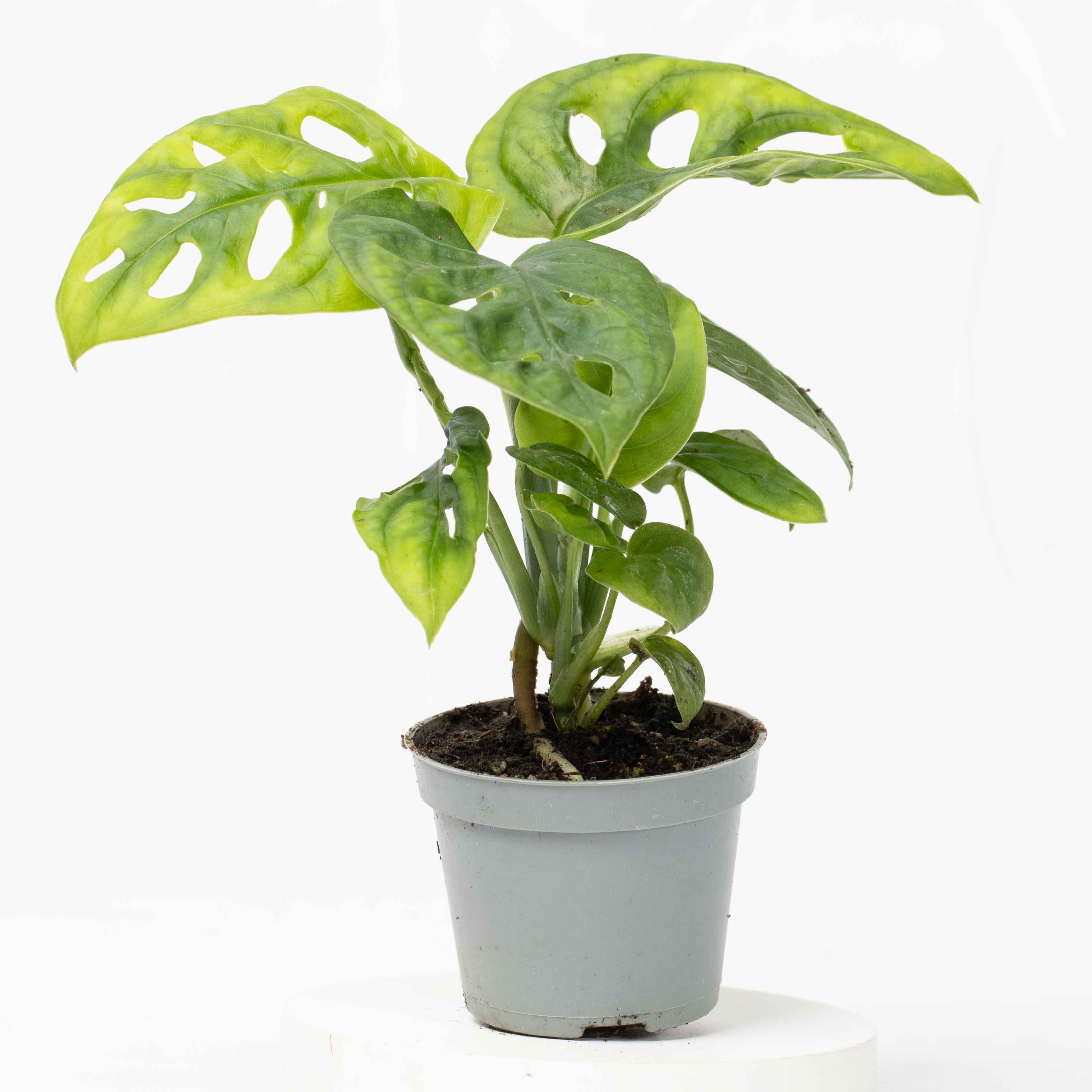 Monstera obliqua (Monkey-leaf) 6cm | For Sale | ome