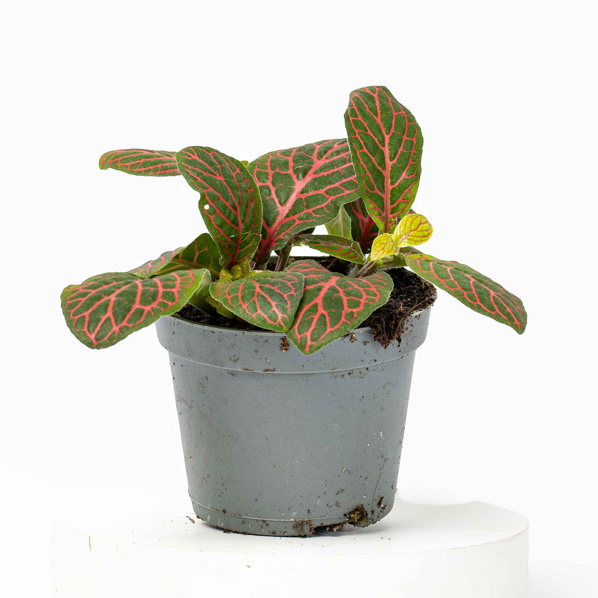 Listado de Plantas Individuales | En Venta | ome