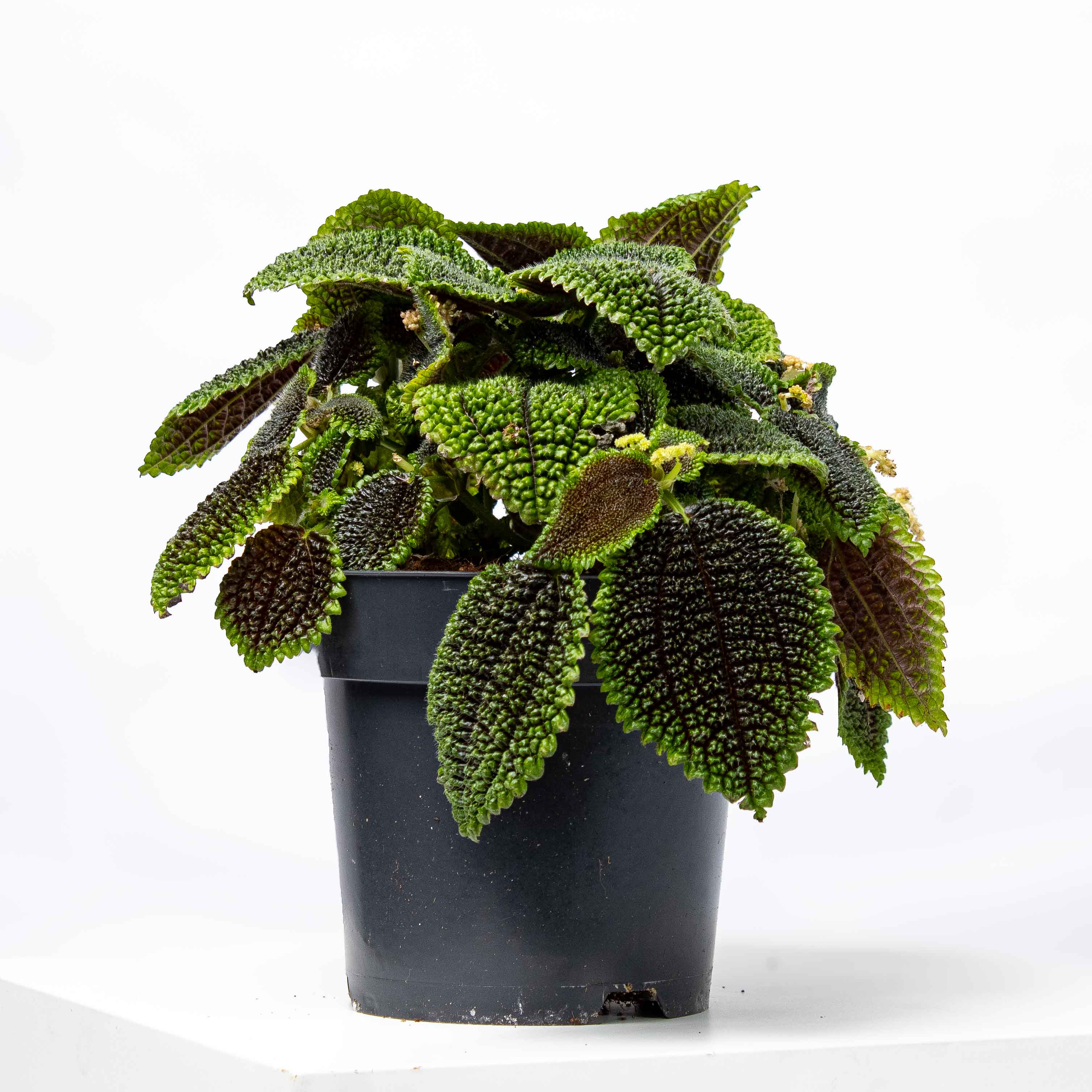 Listado de Plantas Individuales | En Venta | ome