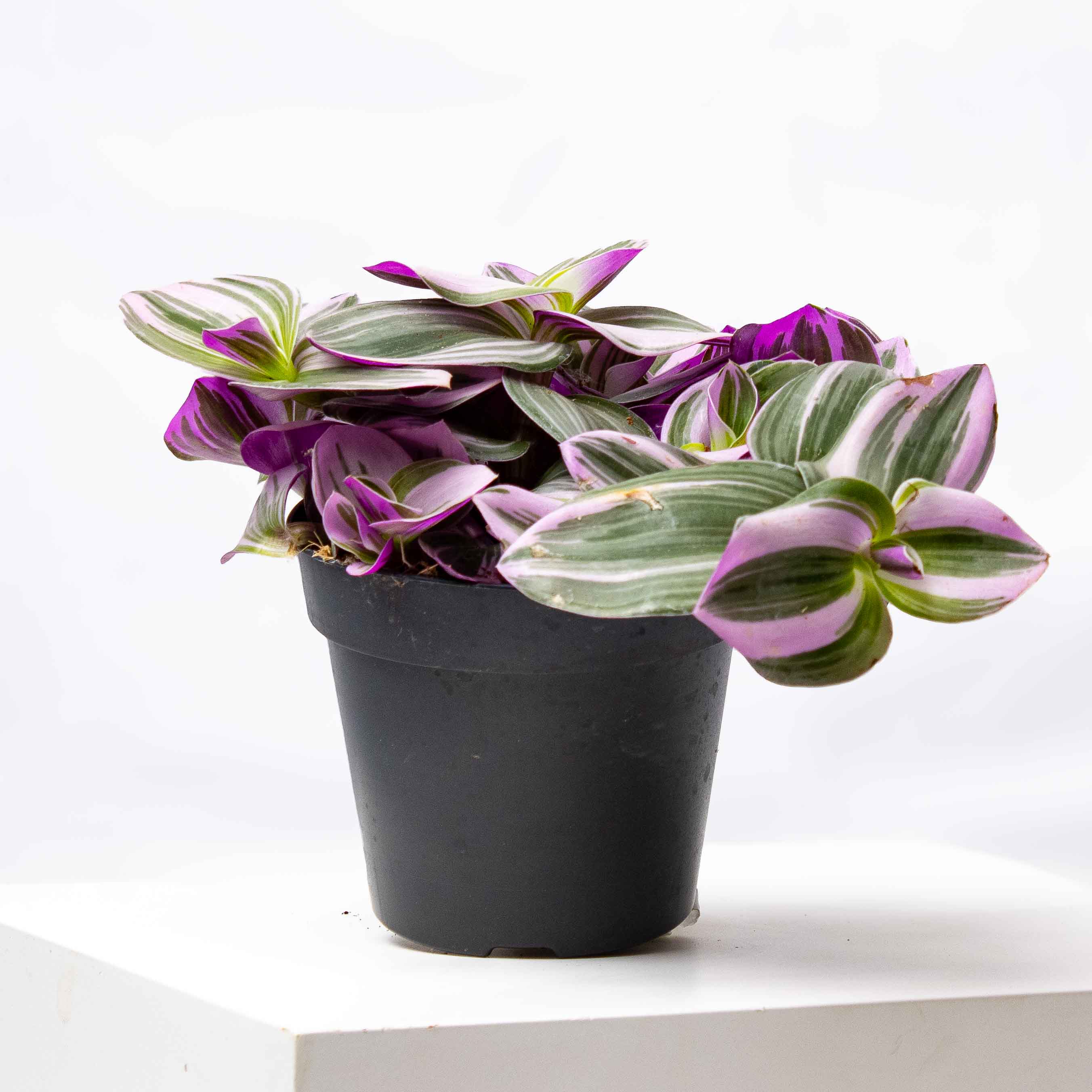 Listado de Plantas Individuales | En Venta | ome
