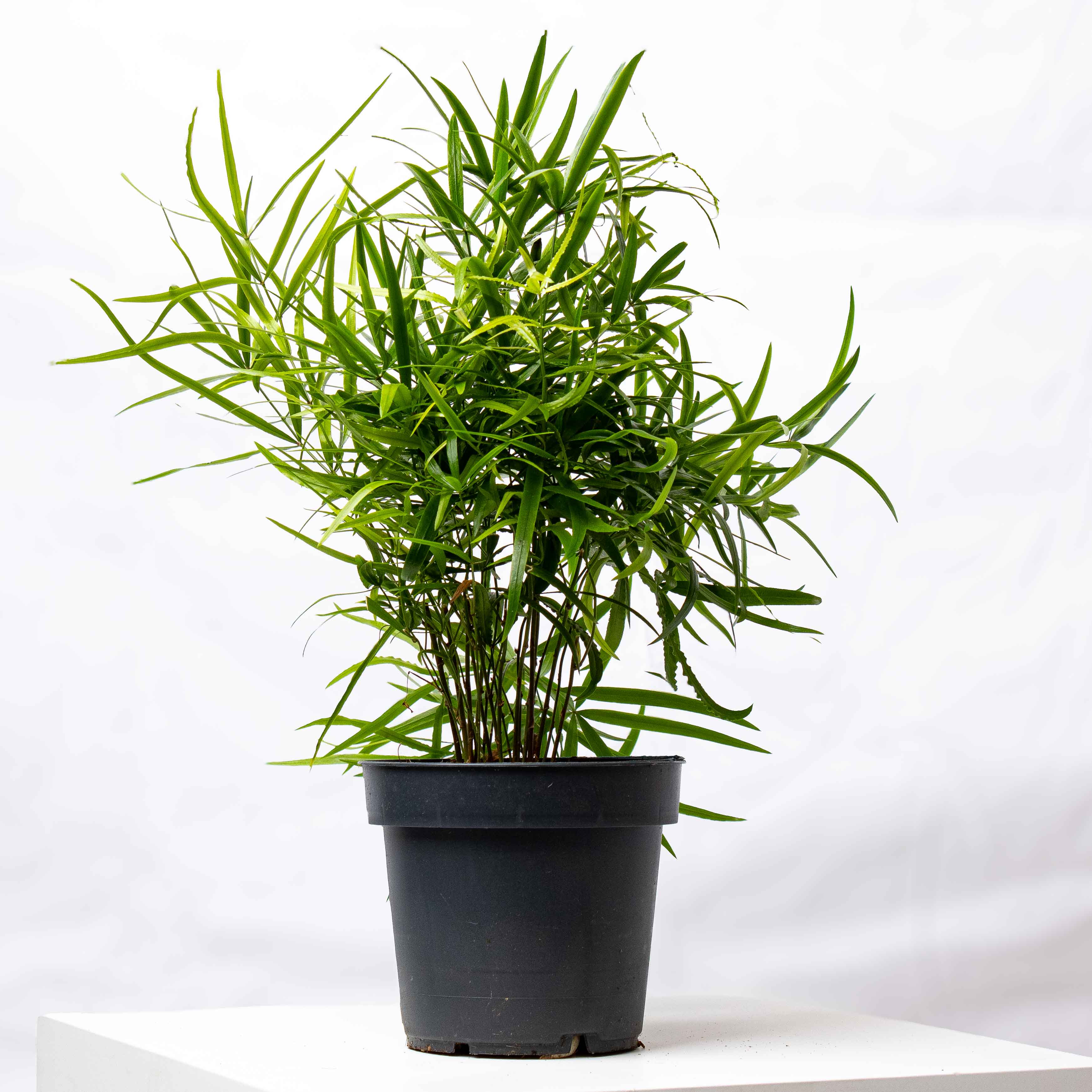 Asparagus falcatus (Sicklethorn) 12cm | For Sale | ome