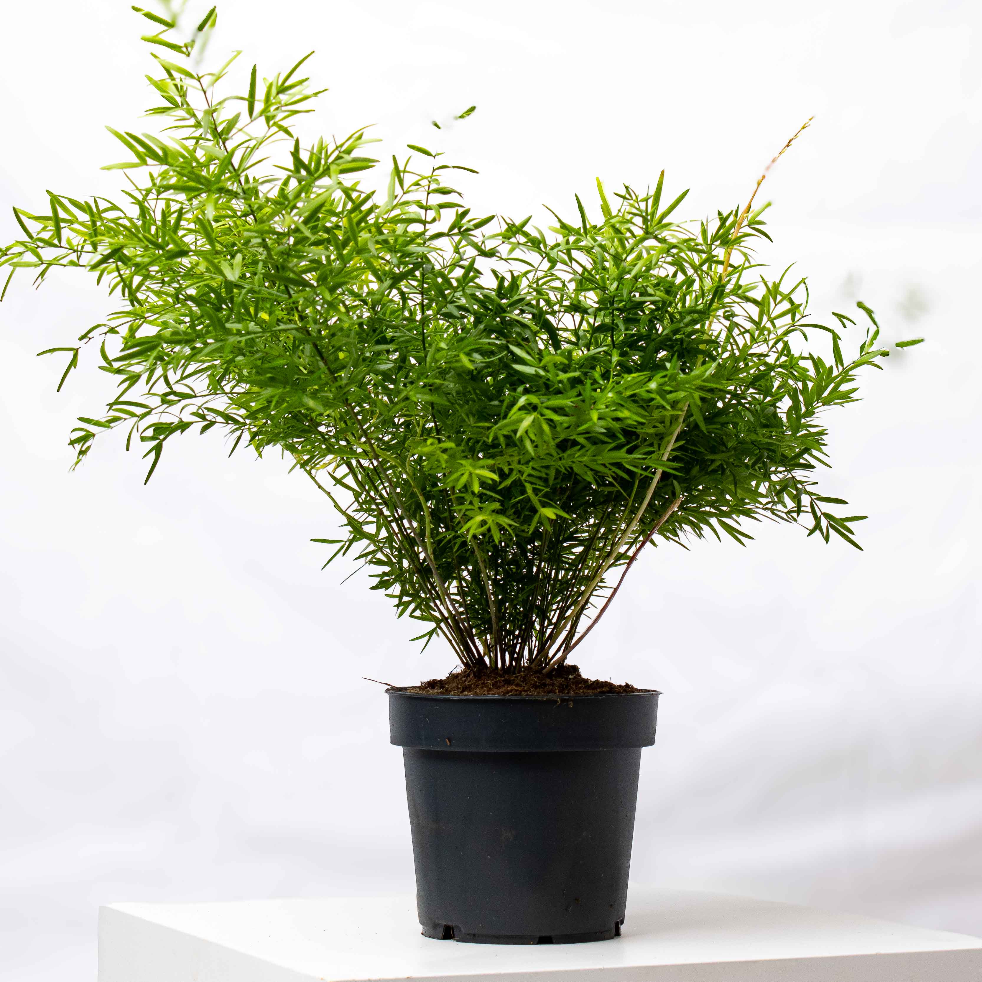 Listado de Plantas Individuales | En Venta | ome