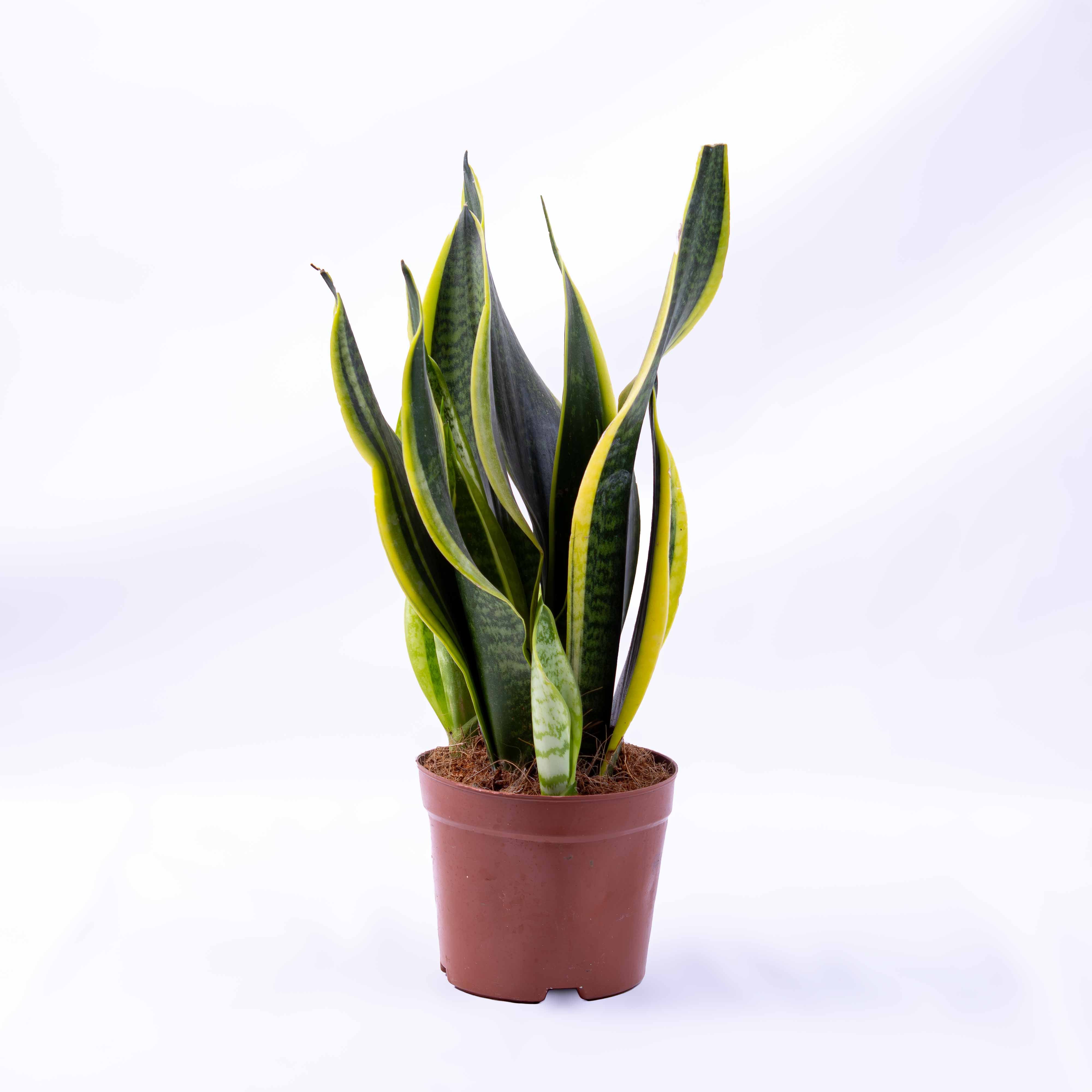Listado de Plantas Individuales | En Venta | ome